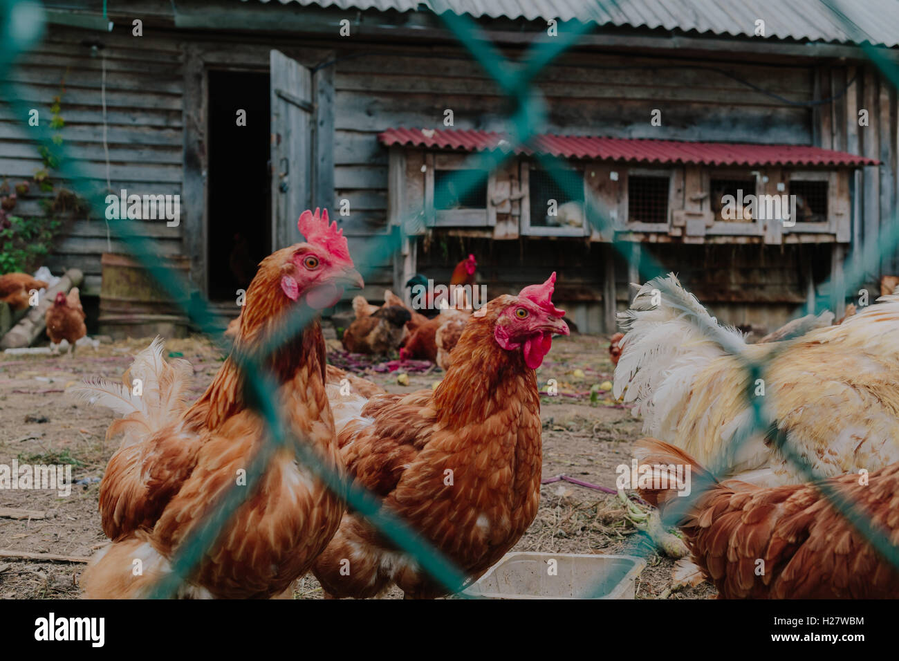Life in the henhouse Stock Photo - Alamy
