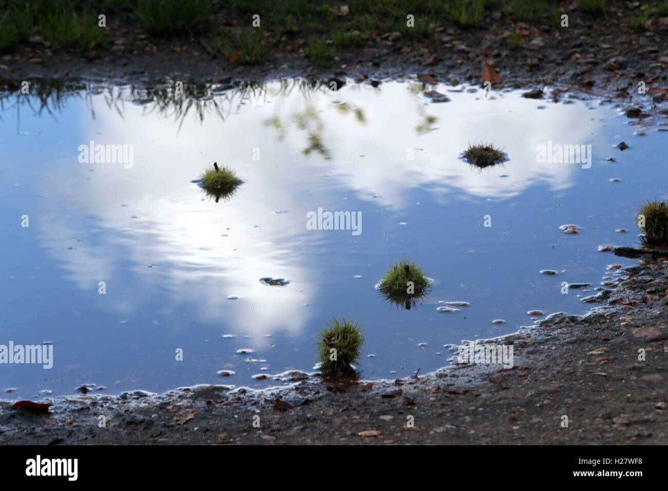 Conkers sit in a puddle during a autumn sunny day at Virginia Water in ...