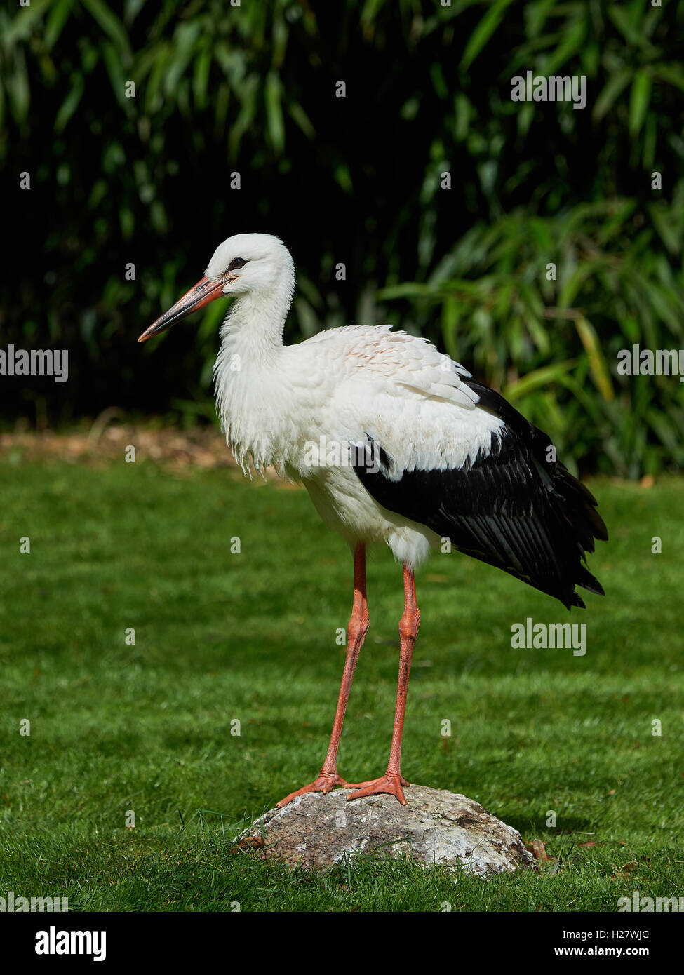 White stork standing on a rock in its habitat Stock Photo - Alamy