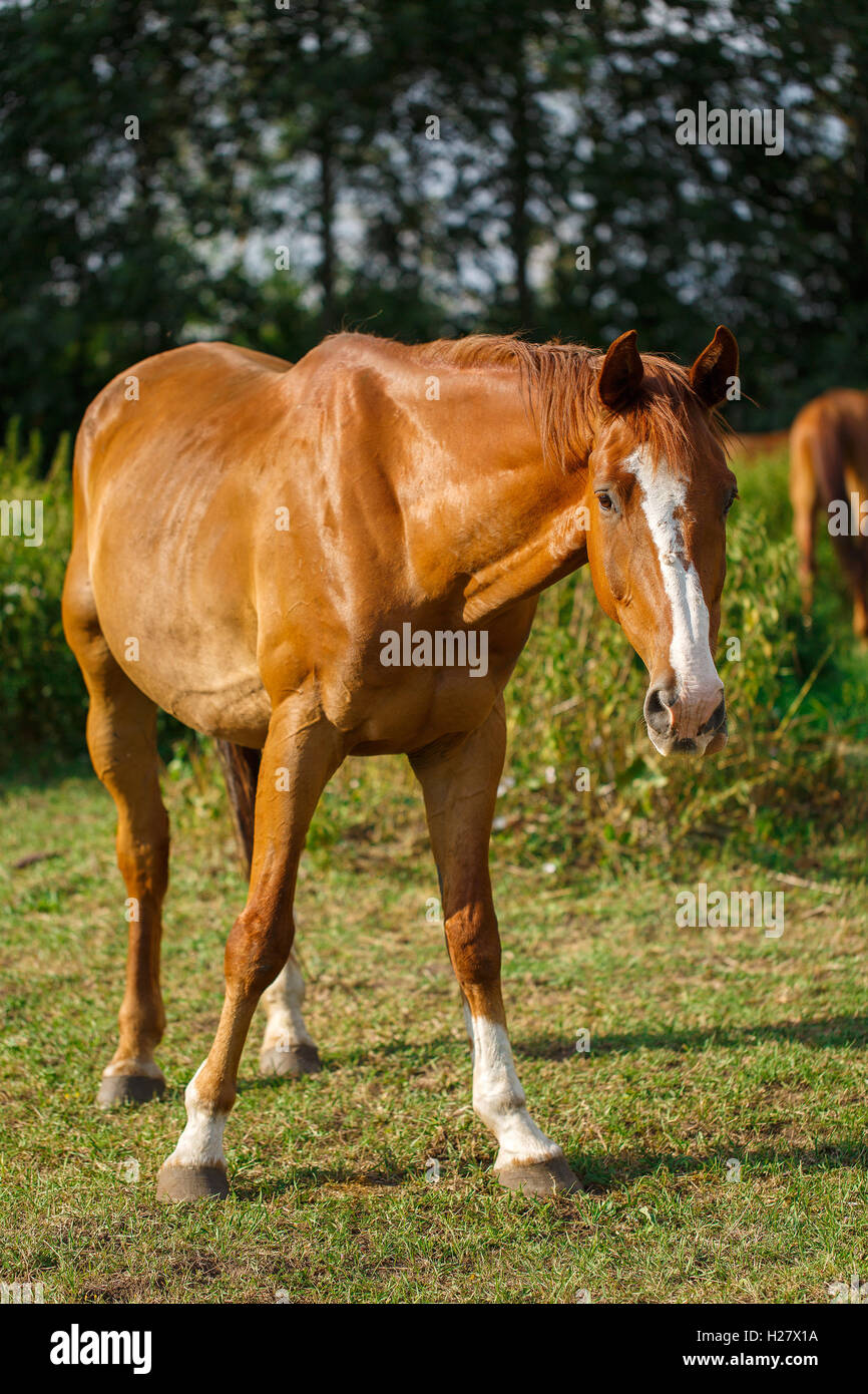 Beautiful horse grazing in field hi-res stock photography and images ...