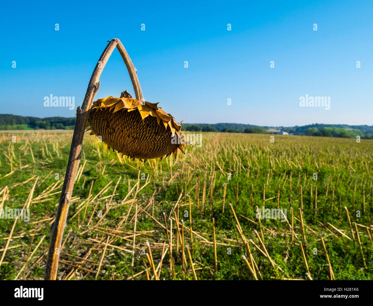 Lonely sunflower in field hi-res stock photography and images - Alamy