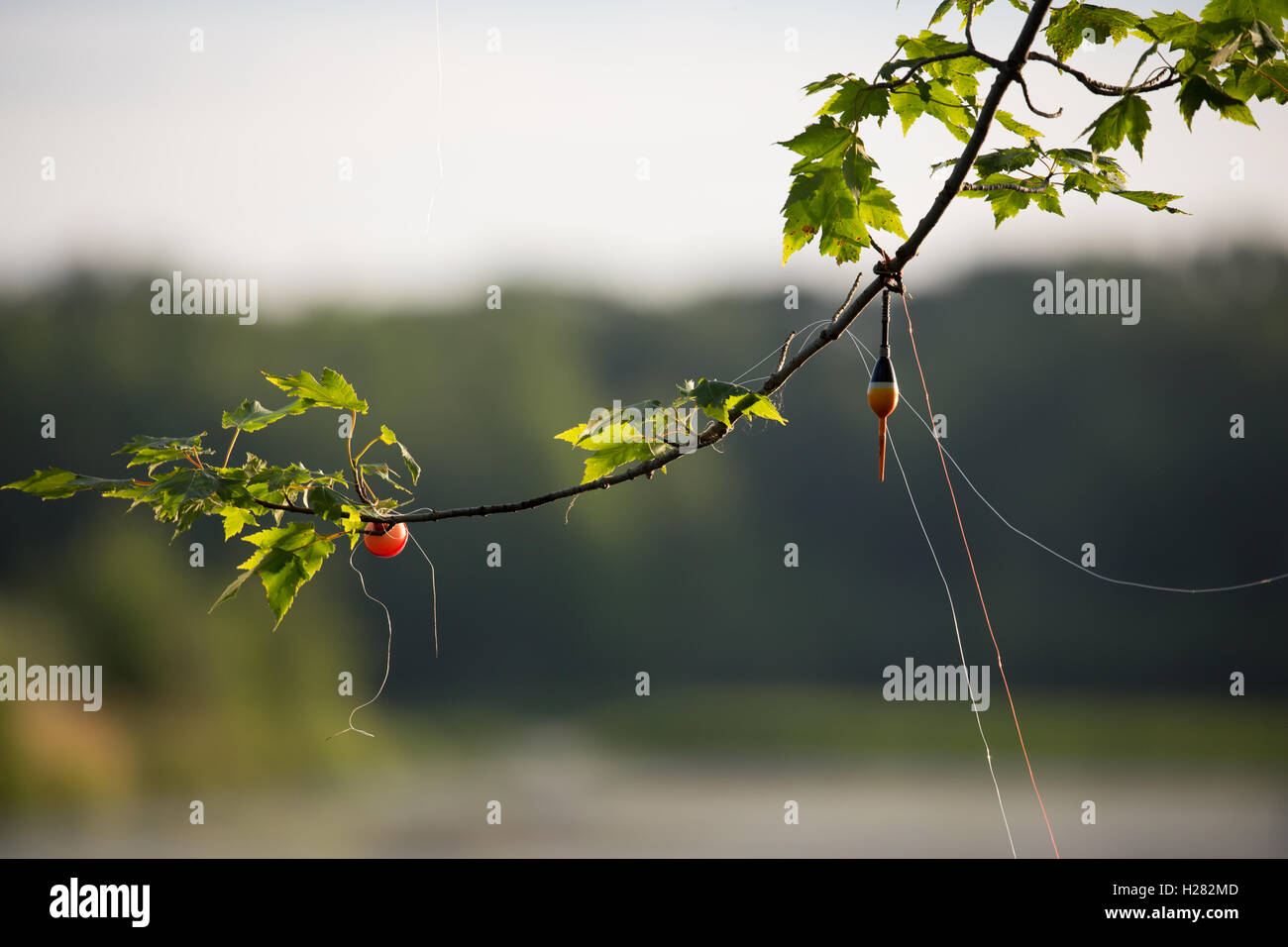 Fishing line getting caught in a tree branch Stock Photo - Alamy