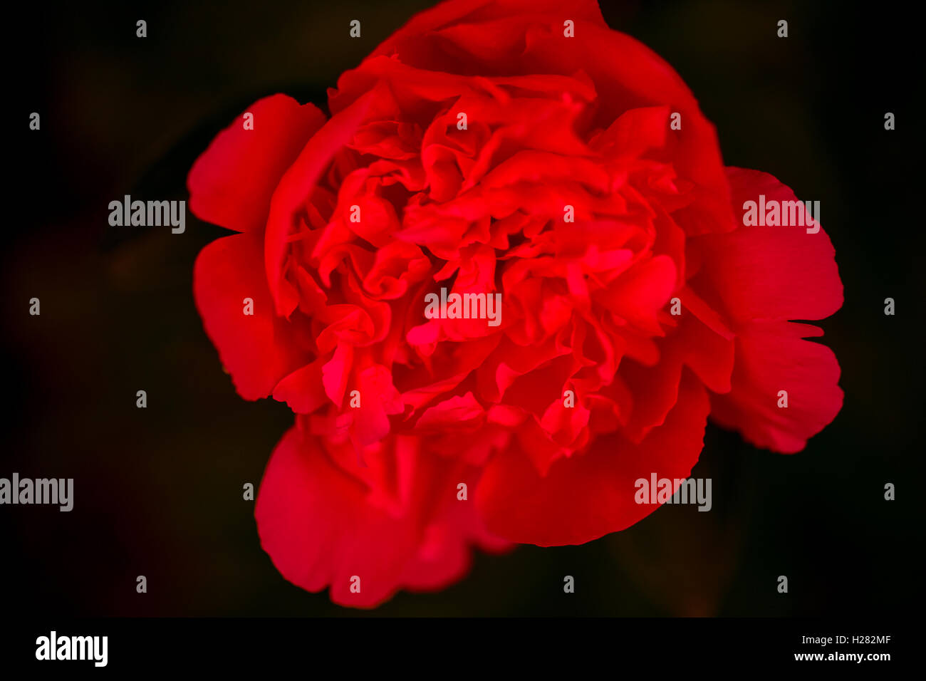 Soft red flower hi-res stock photography and images - Alamy