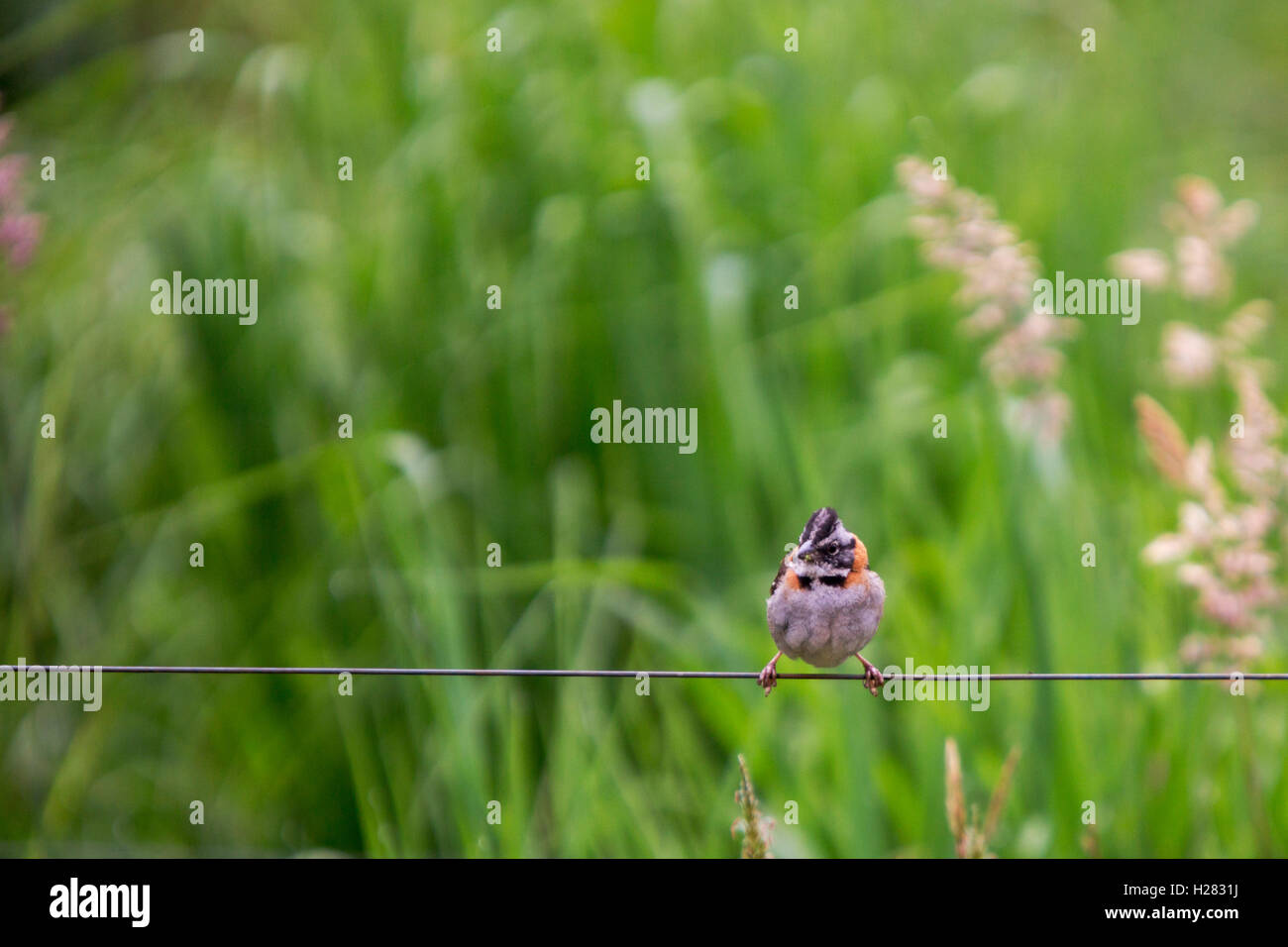 Cute tiny bird hi-res stock photography and images - Alamy