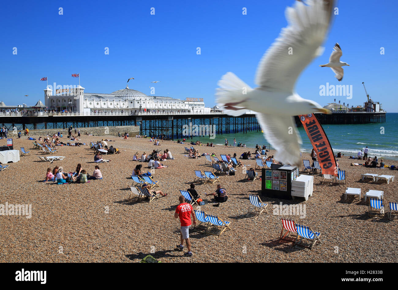 A seagulls flying over the seafront, with the Palace Pier behind, in ...