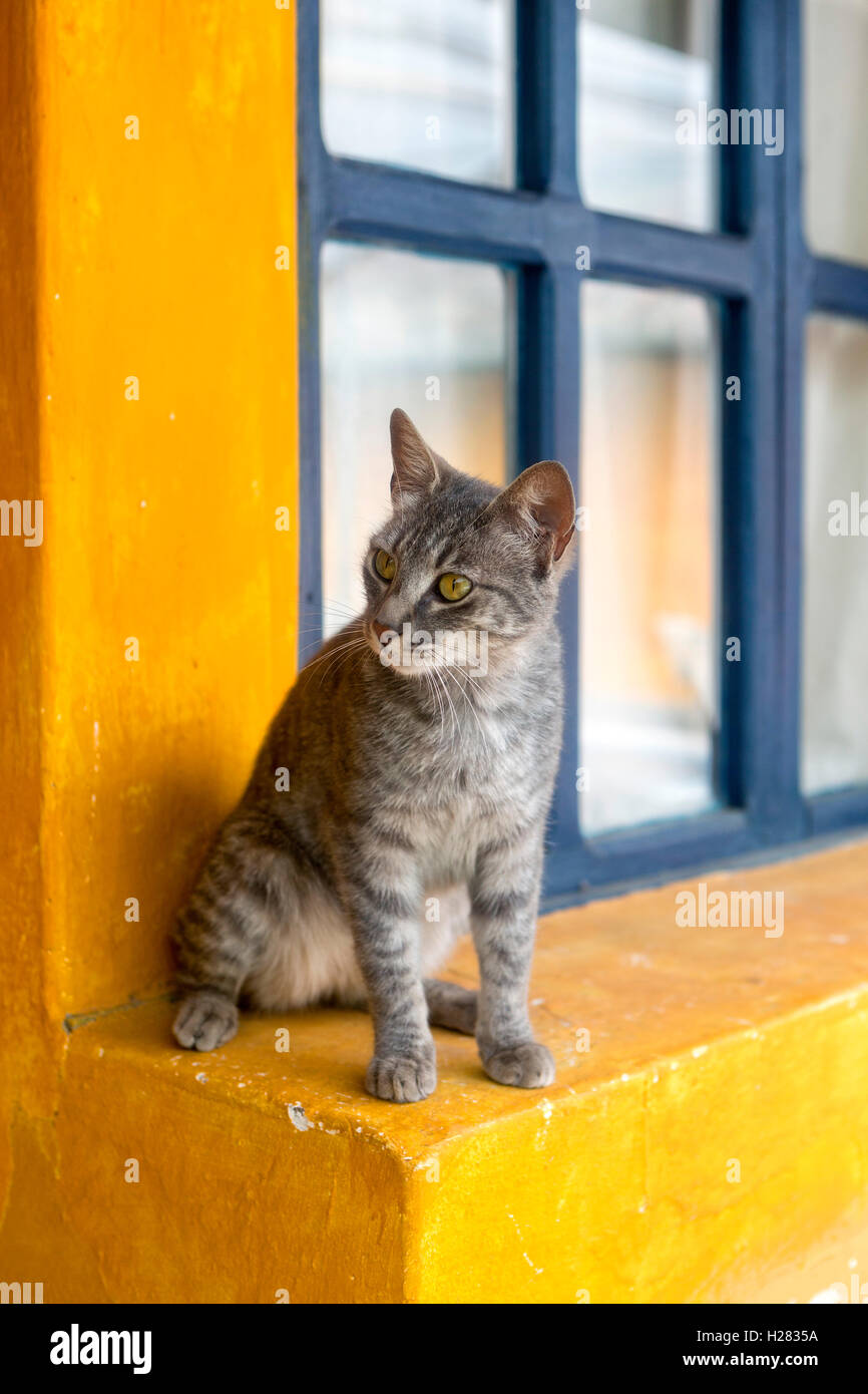 A grey cat on a bright yellow ledge by a blue window Stock Photo - Alamy