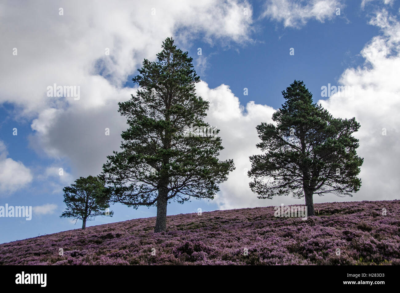 Purple heather clad hillside, pine trees, blue skies, white clouds ...