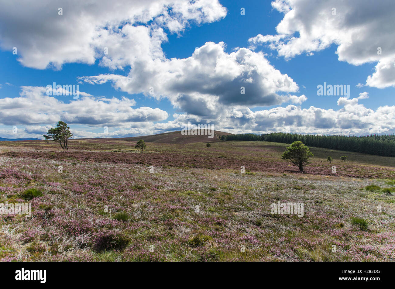 Scottish heather moorland hi-res stock photography and images - Alamy