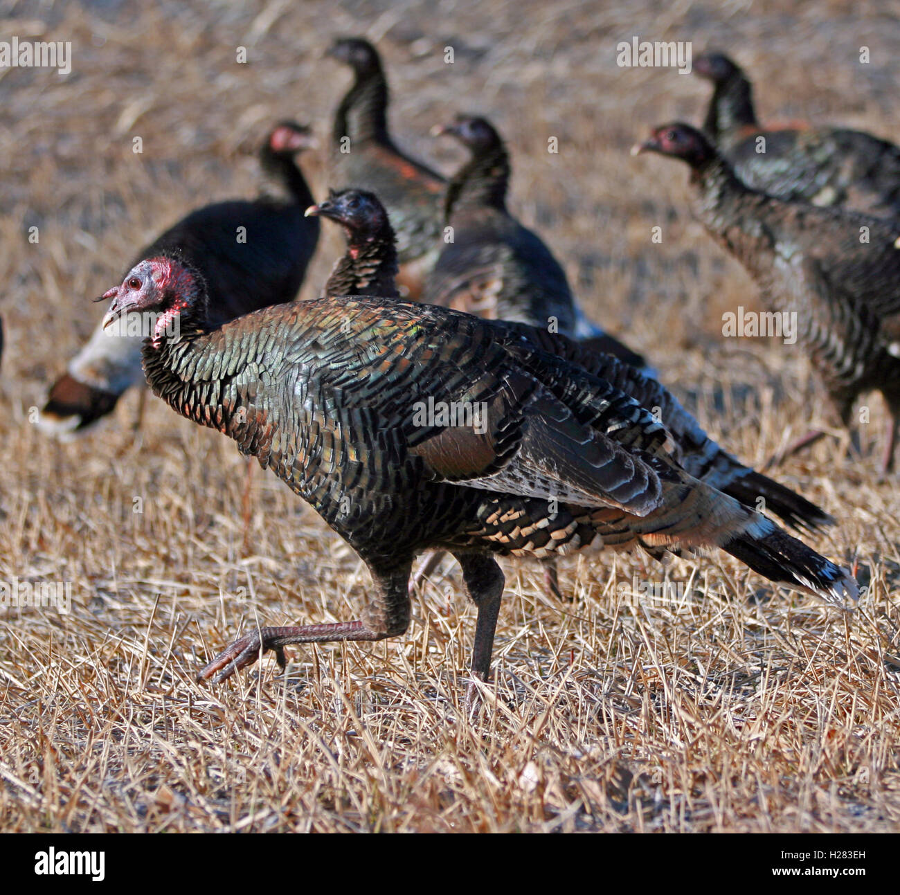 Tom sheridan hi-res stock photography and images - Alamy