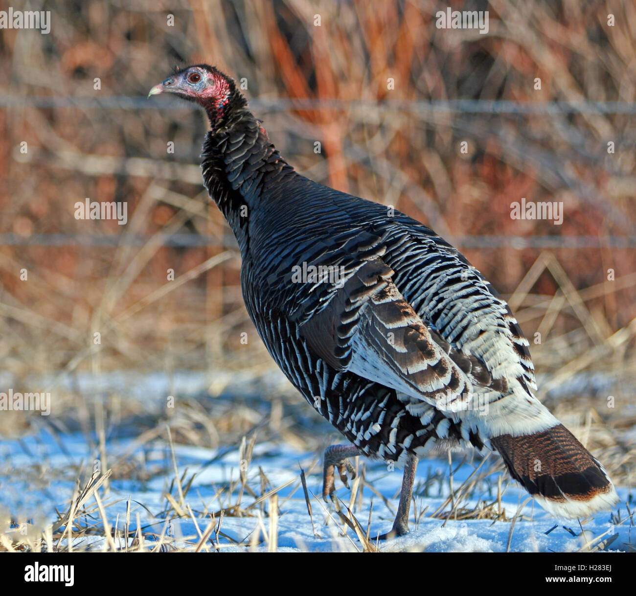 Tom sheridan hi-res stock photography and images - Alamy