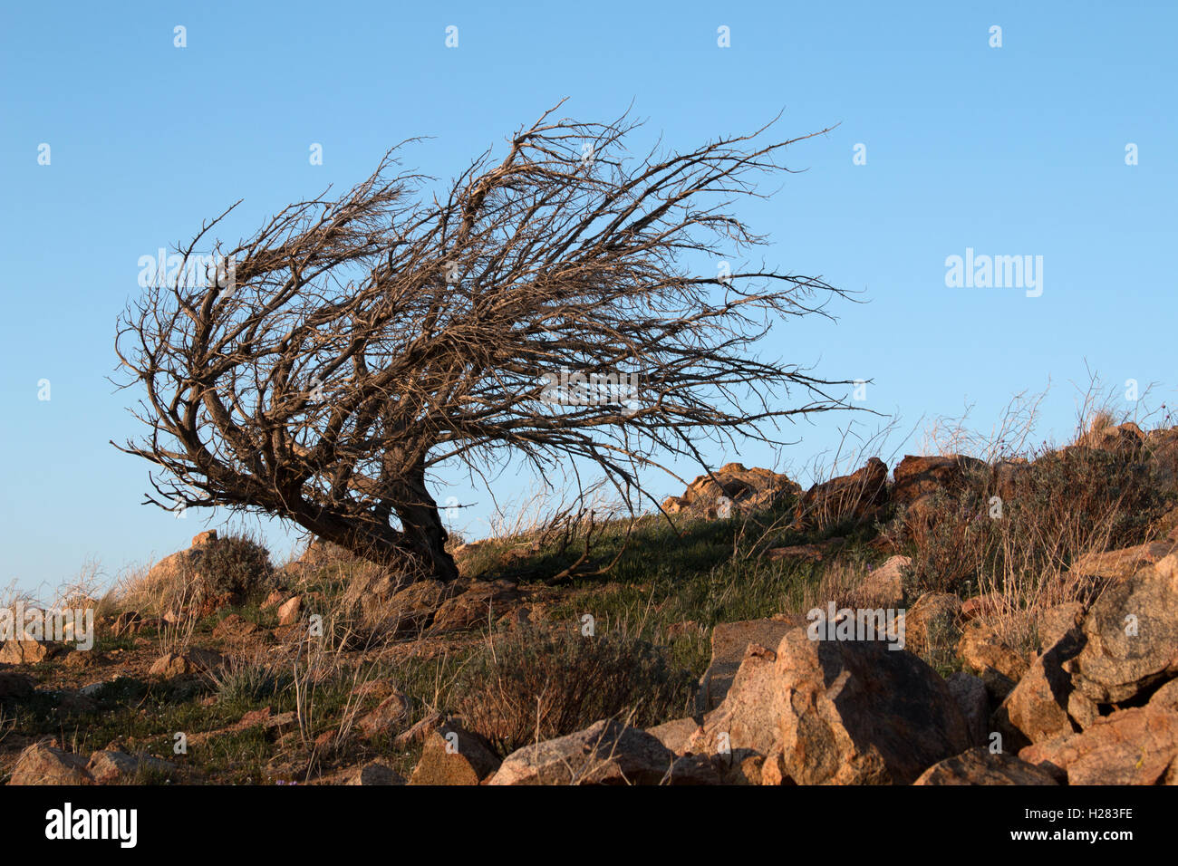 Windblown tree on the top of Yankee Canyon Ridge above Lake Isabella in ...