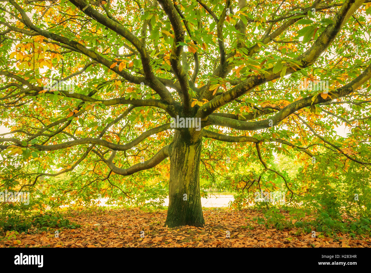 Large oak tree, Hyde Park London, England Stock Photo - Alamy