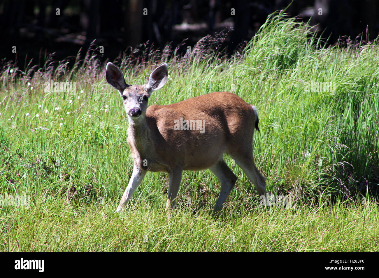 With a doe hi-res stock photography and images - Alamy