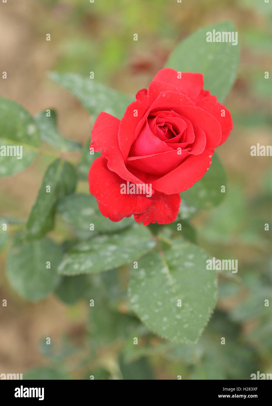 rose flower in the garden Stock Photo - Alamy