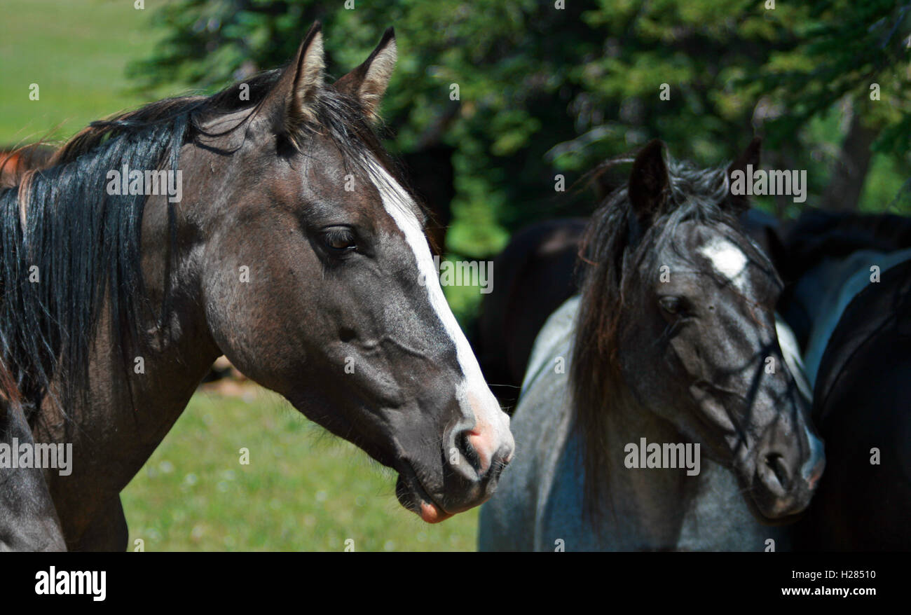 Blue Grulla Horse