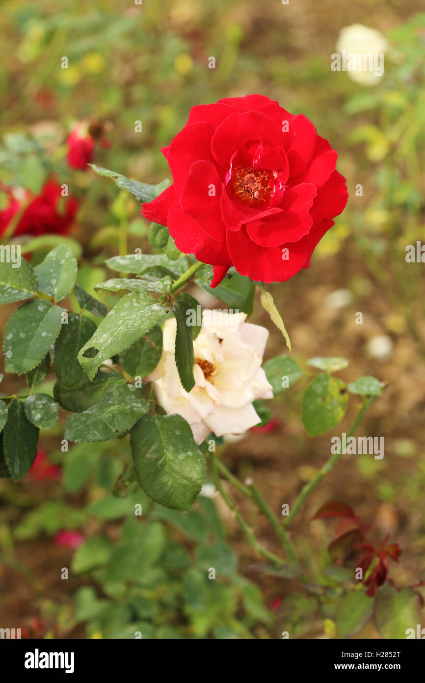 rose flower in the garden Stock Photo - Alamy