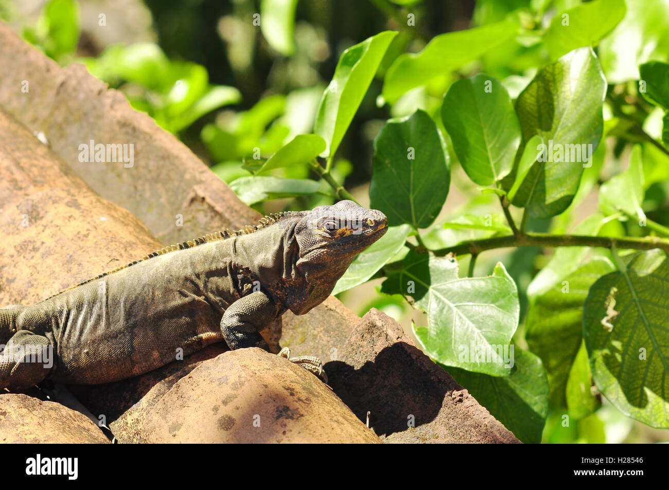 Iguana on rocks Stock Photo - Alamy