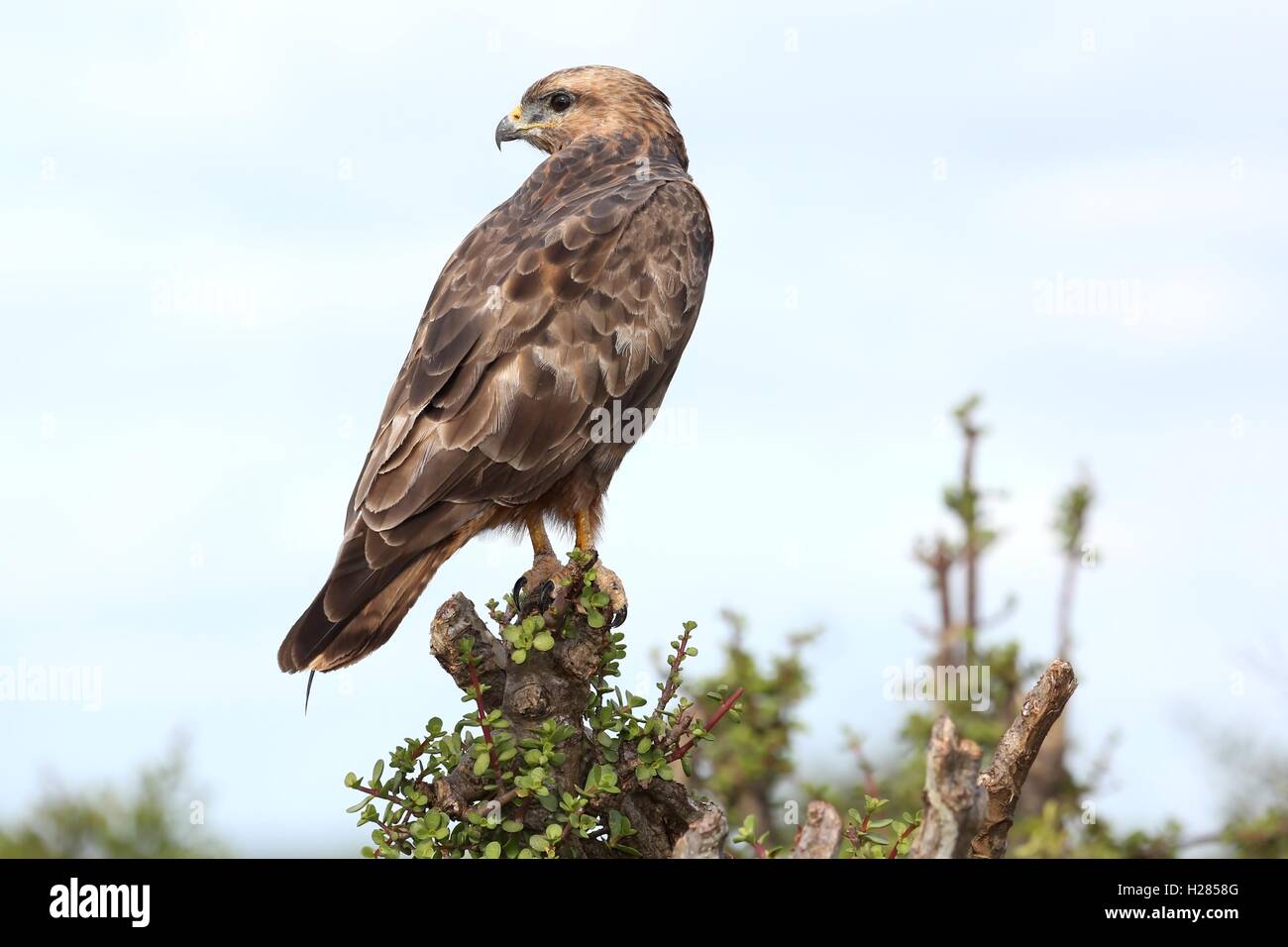 Steppe Buzzard Bird of Prey Stock Photo - Alamy