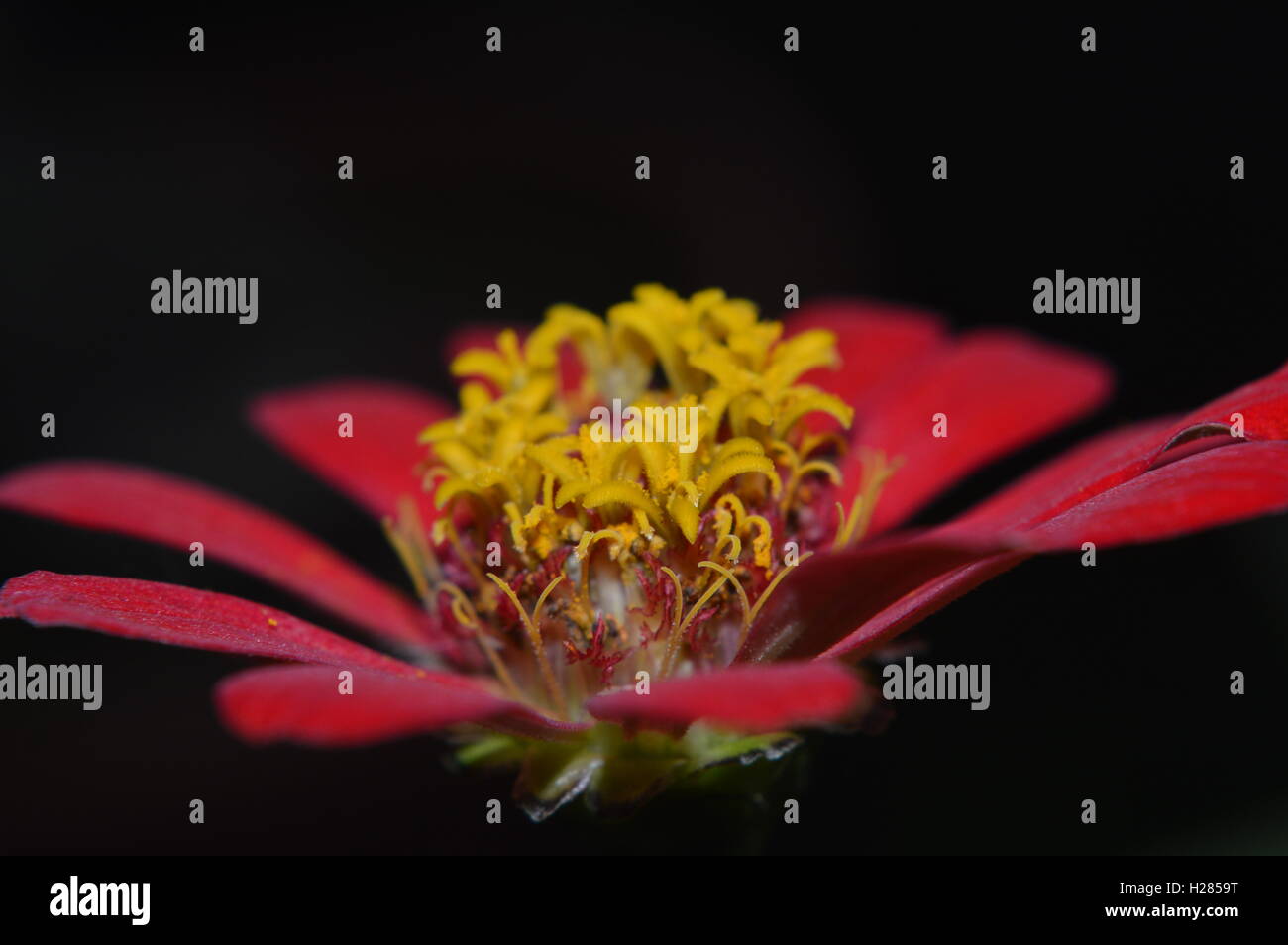 Redflower hi-res stock photography and images - Alamy