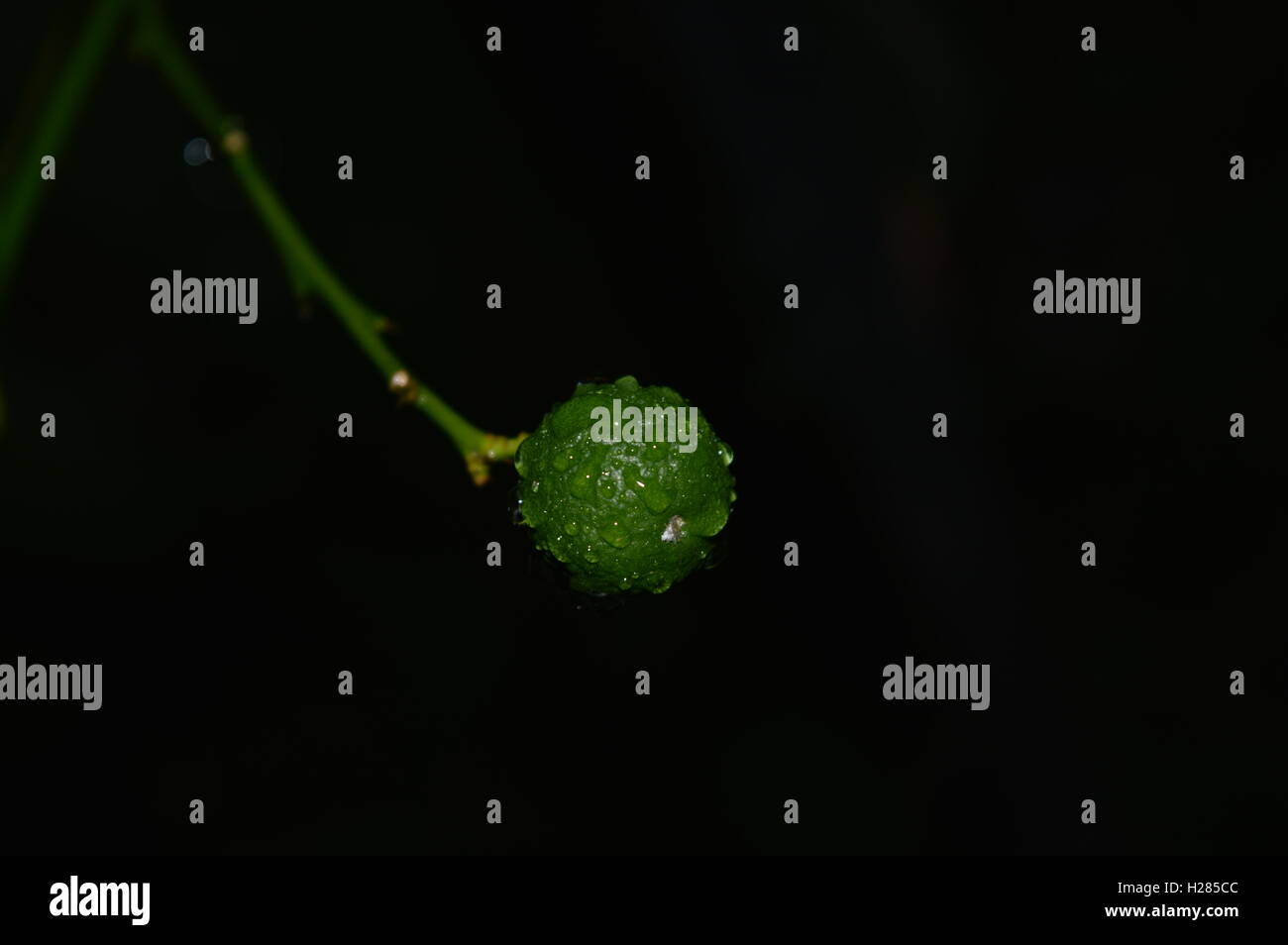 Smallfruit hi-res stock photography and images - Alamy