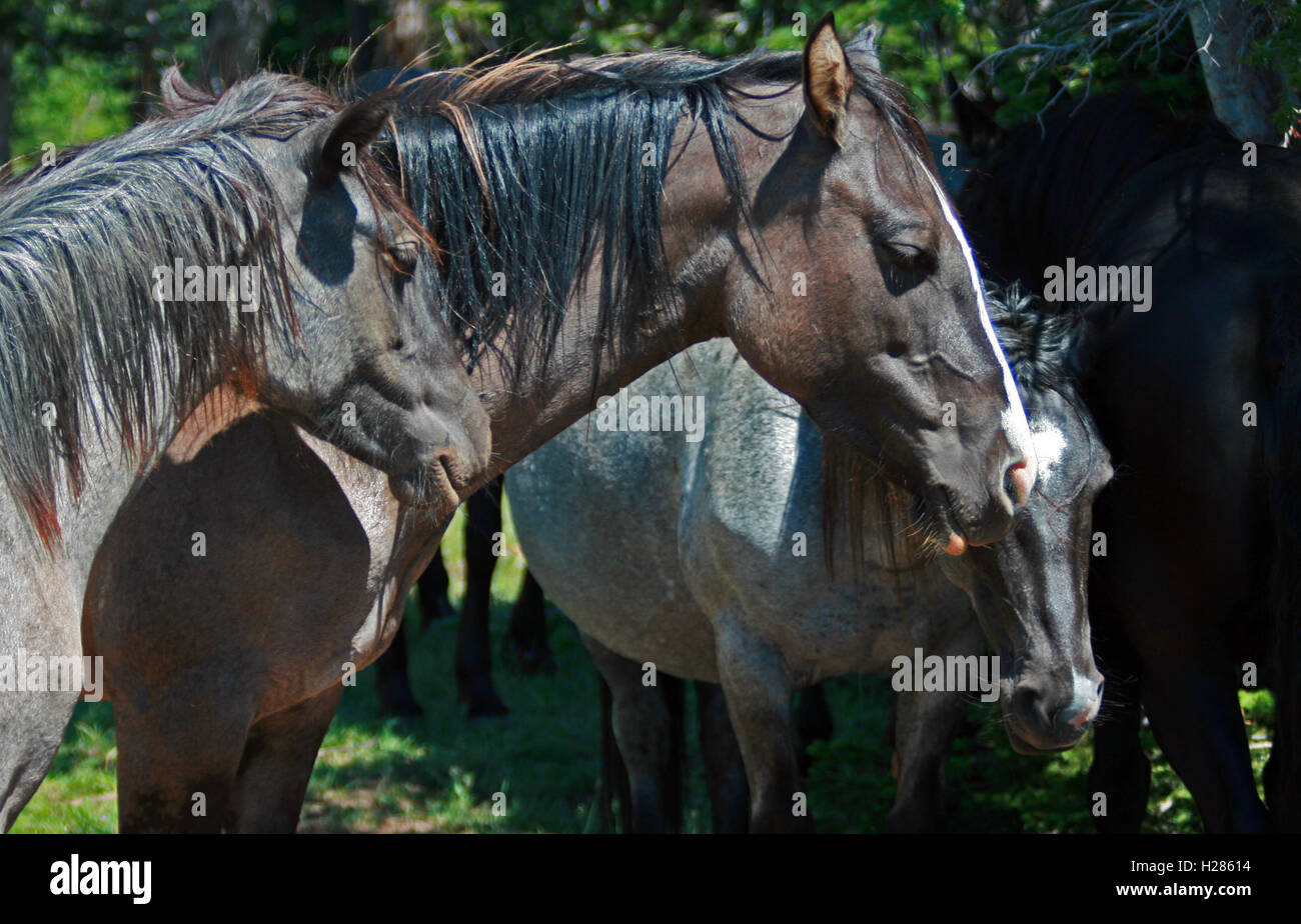 Blue Grulla Horse