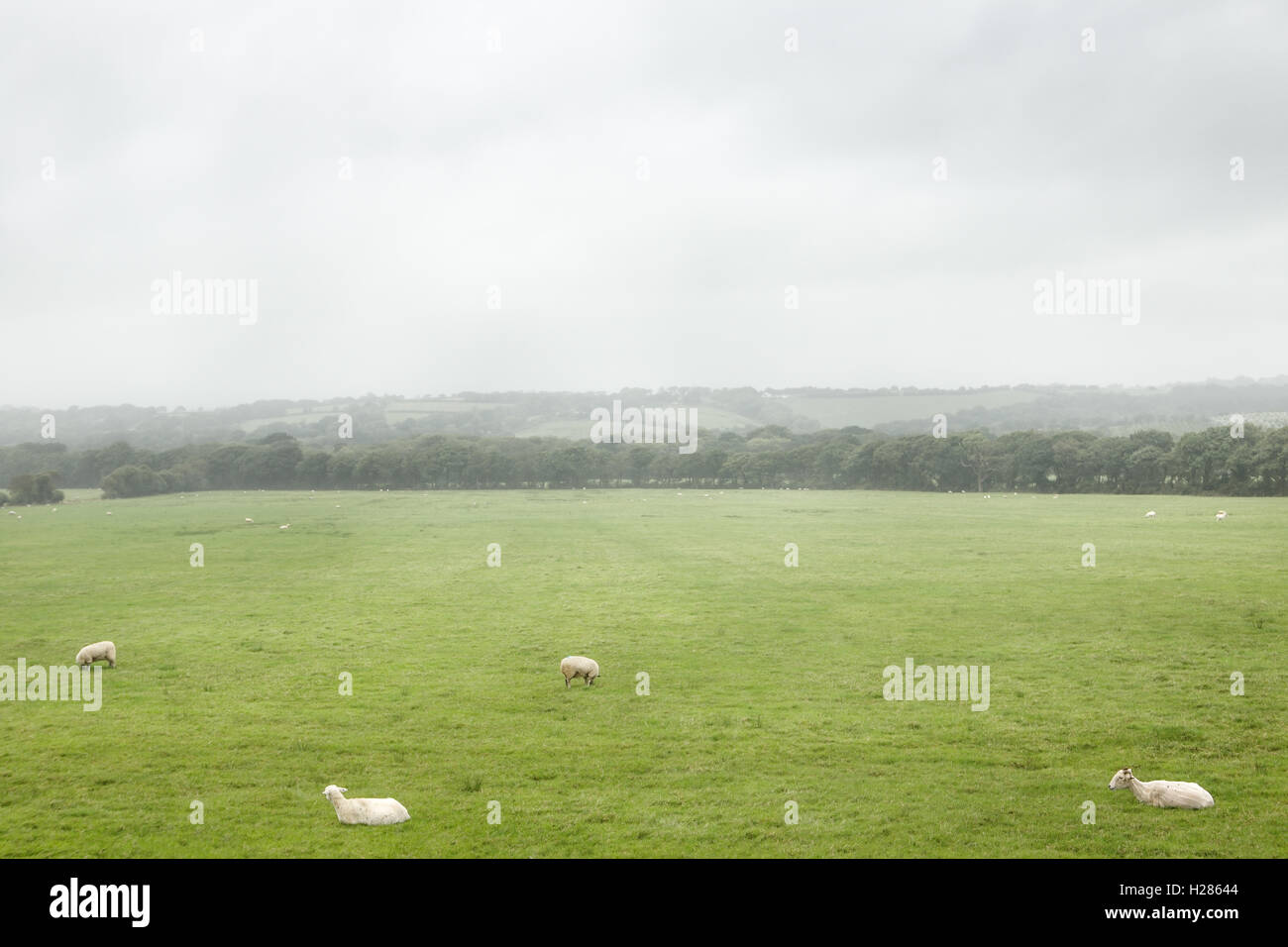 Beautiful shot grazing sheep hi-res stock photography and images - Alamy