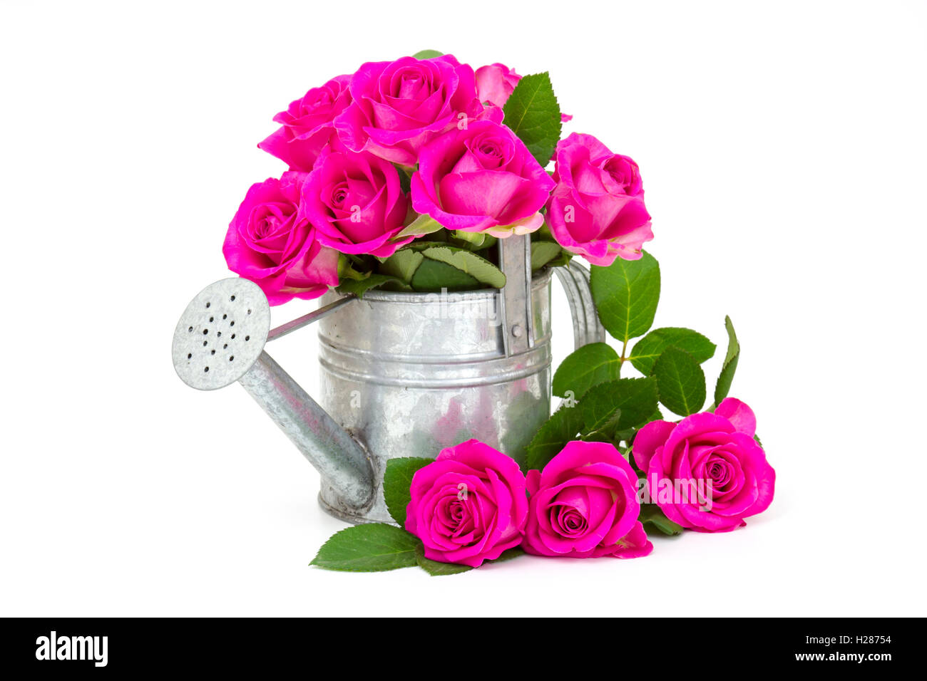 pink roses in a watering can Stock Photo - Alamy