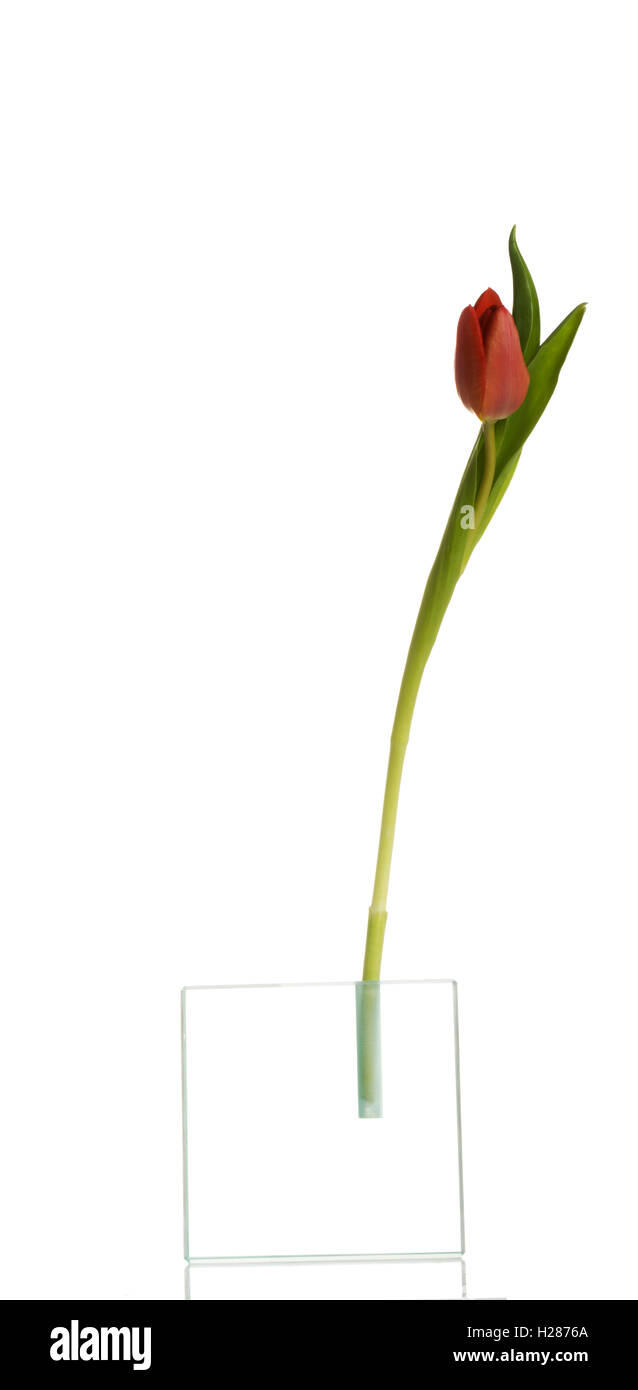 One separated tulip flower Stock Photo - Alamy