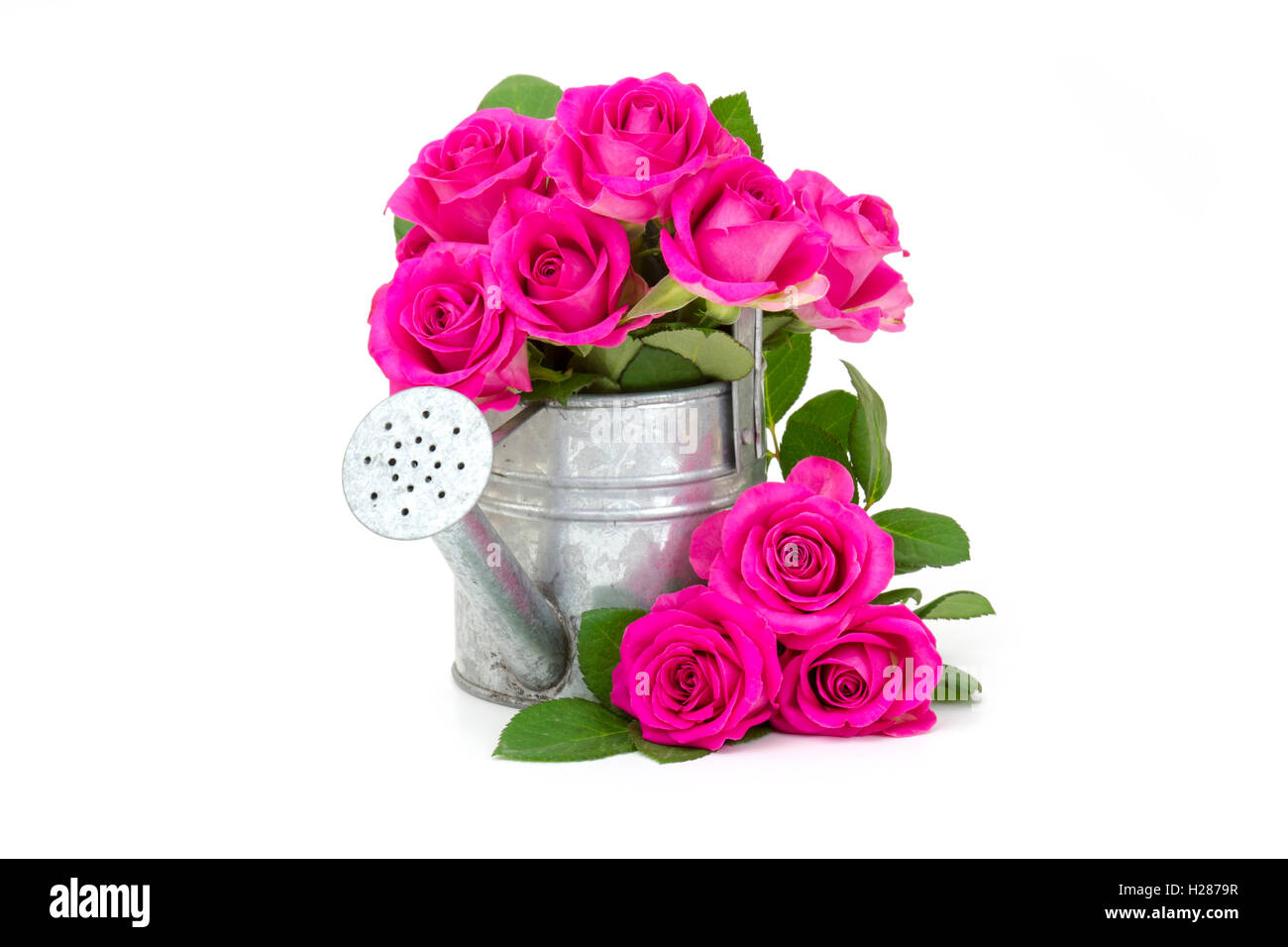 Pink roses bunch in Cut Out Stock Images & Pictures - Alamy