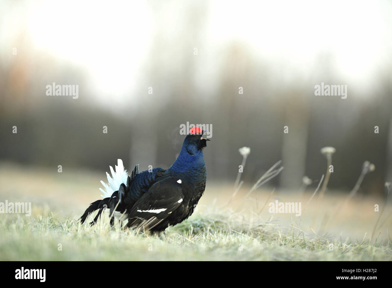 Lekking black grouse Stock Photo - Alamy