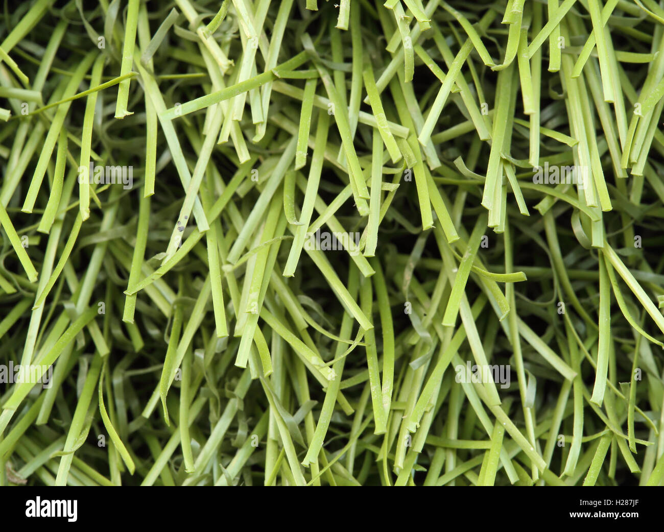 green grass texture Stock Photo - Alamy