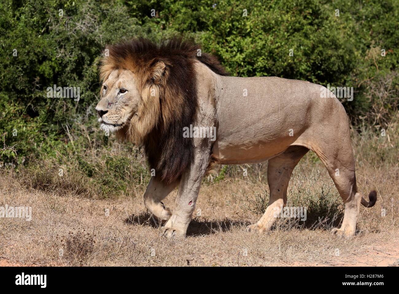 Male Lion Walking Stock Photo - Alamy Male Lion Walking Stock Photo - Alamy