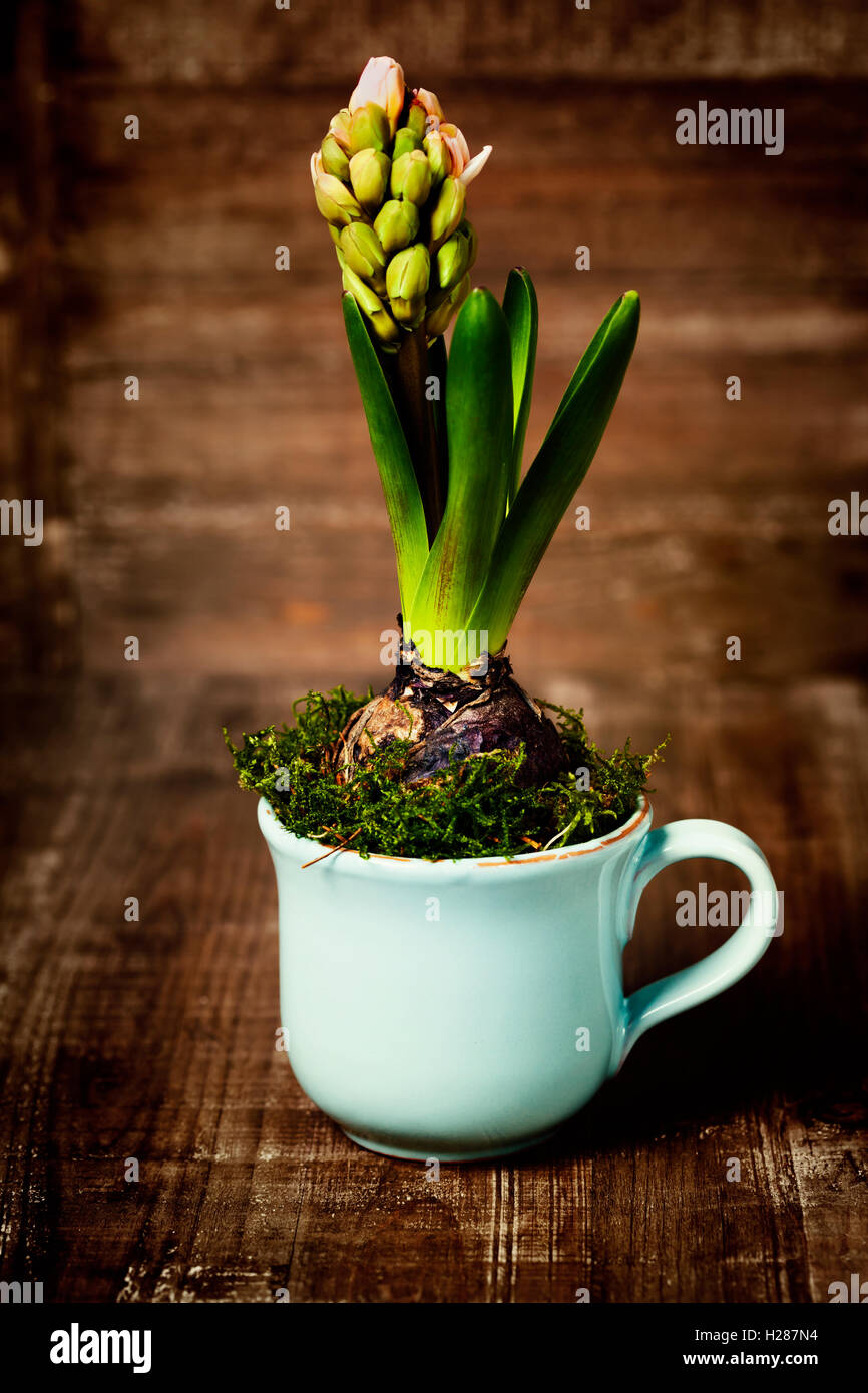 growing spring flower in a cup Stock Photo - Alamy