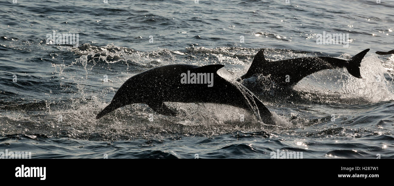 Dolphin slapping tail hi-res stock photography and images - Alamy