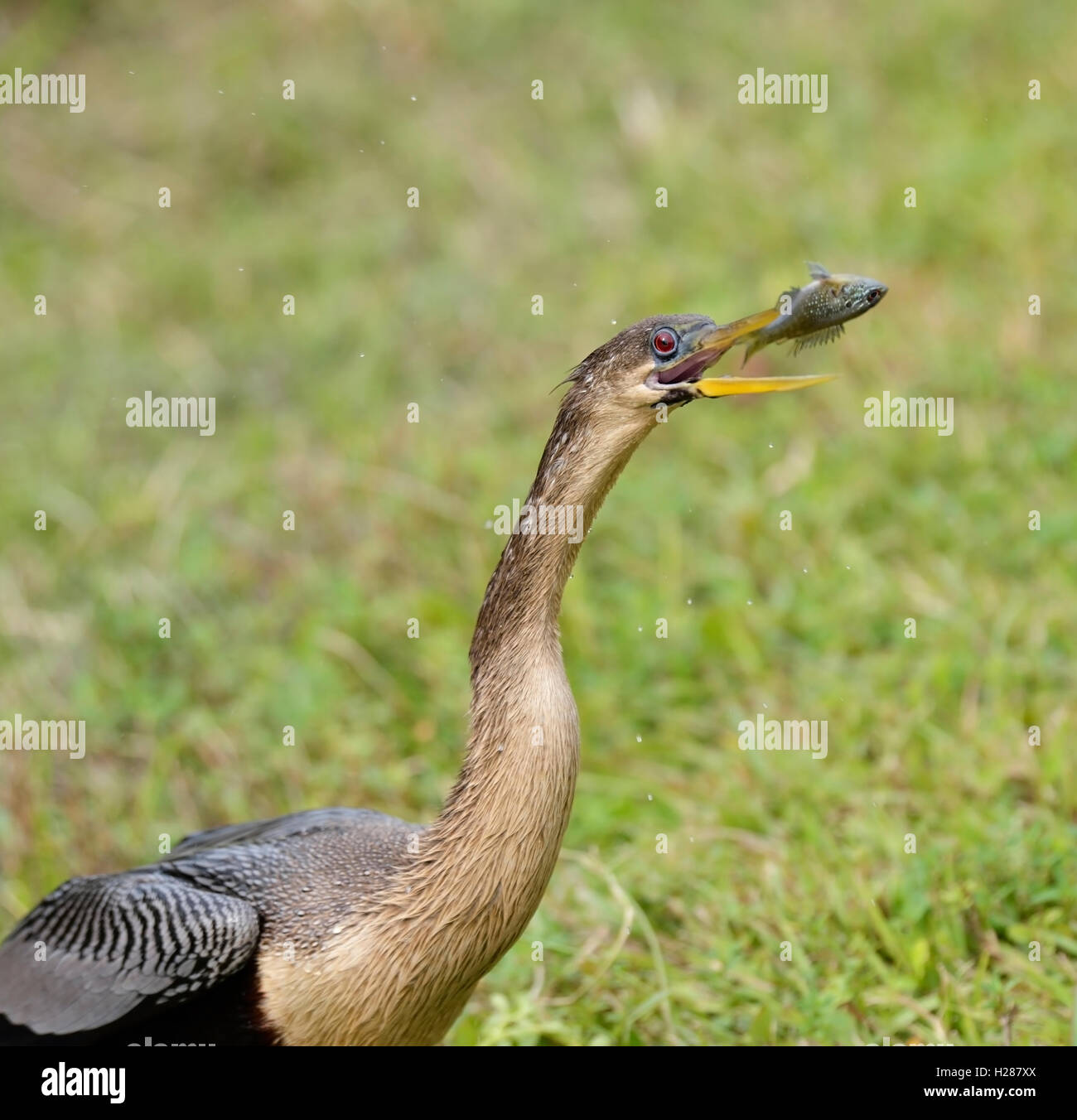 Anhinga fishing hi-res stock photography and images - Alamy