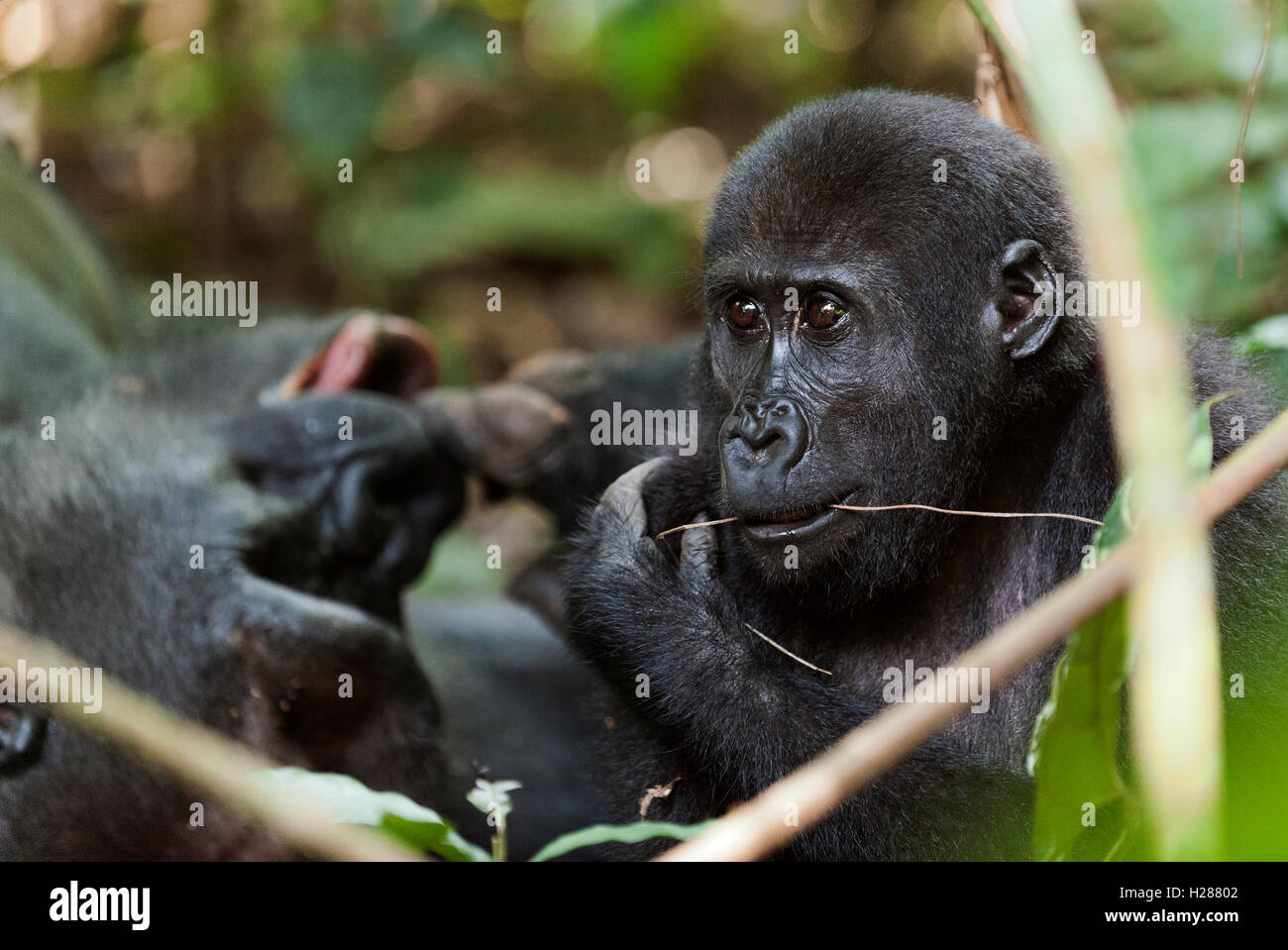 The western lowland gorilla Stock Photo - Alamy