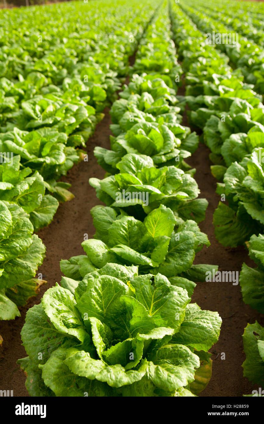 cabbage field lines in a row in Valencia spain Stock Photo - Alamy