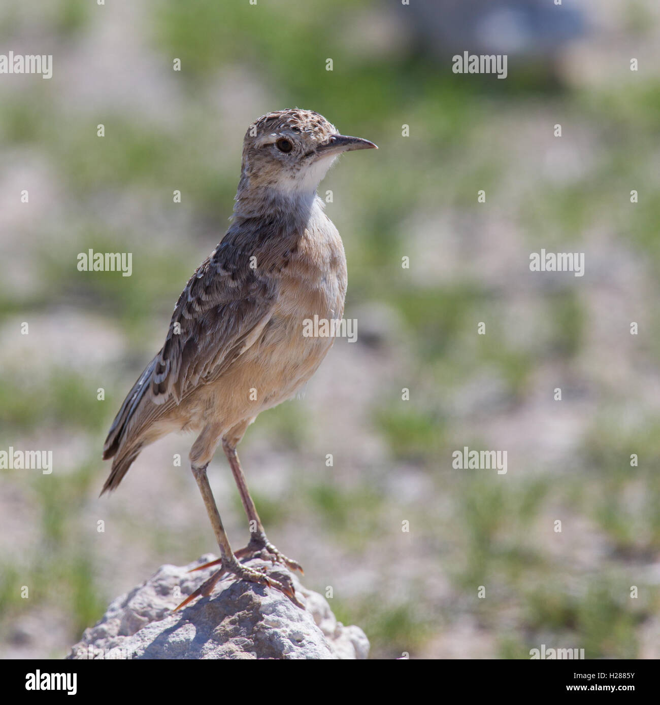 Trush sitting on a rock in Etosha National Park Stock Photo - Alamy