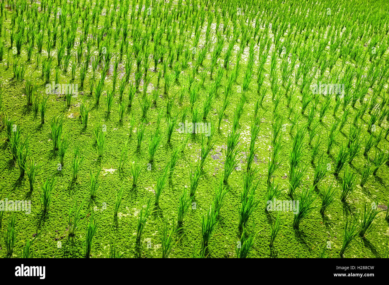 Detail of green rice field crop Stock Photo - Alamy