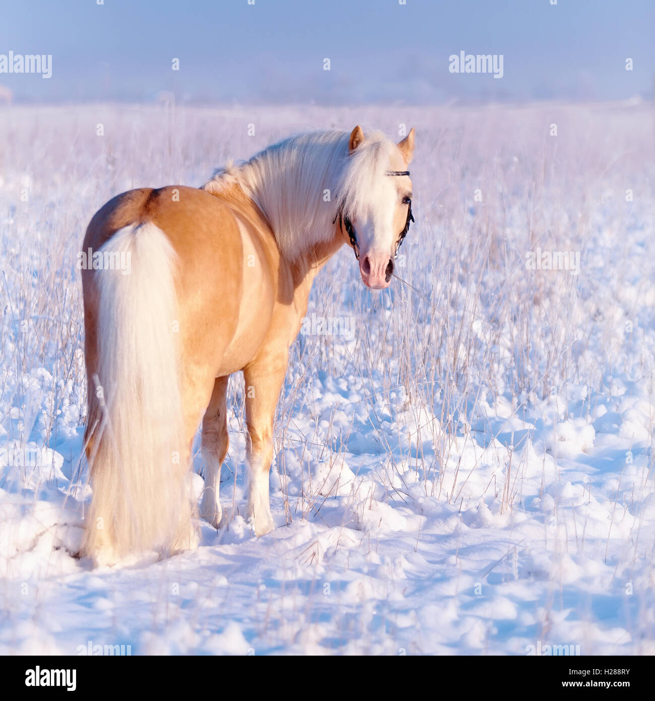 Stallion on walk Stock Photo - Alamy