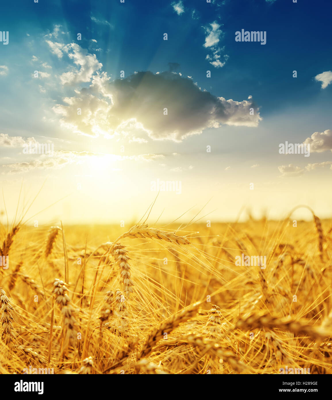 sunset over field with golden harvest Stock Photo - Alamy