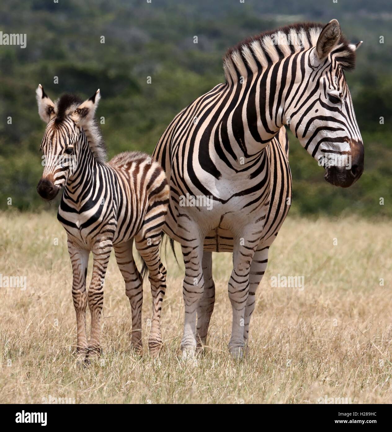 Baby Zebra and Mother Stock Photo - Alamy