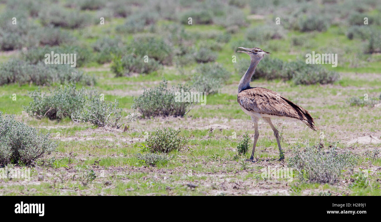 Kori Bustard (Ardeotis kori) walking in the bush Stock Photo - Alamy