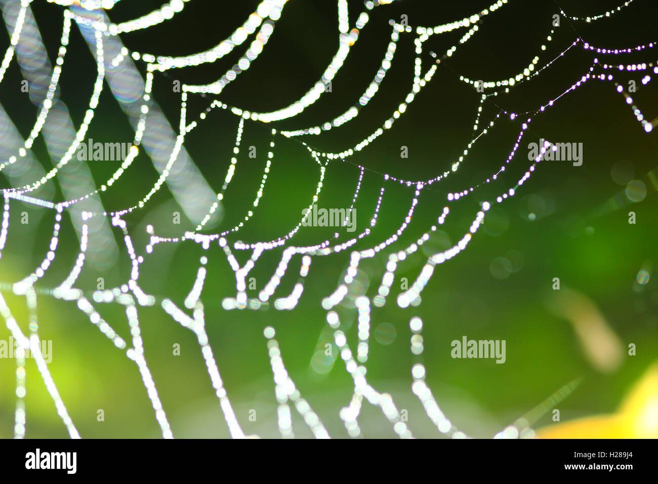 Spider Web Covered with Sparkling Dew Drops Stock Photo - Alamy