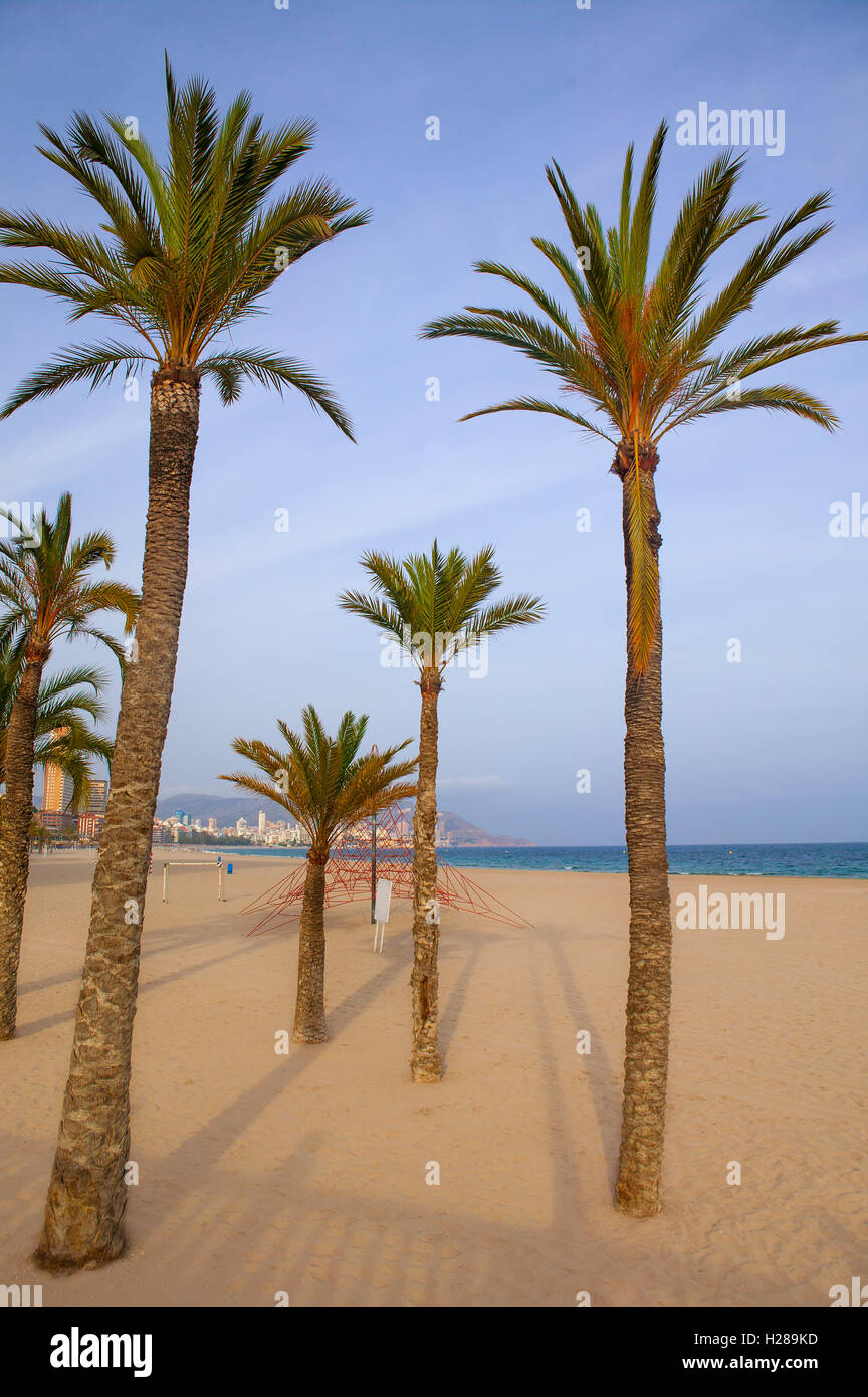 Benidorm palm trees beach in mediterranean alicante Stock Photo - Alamy