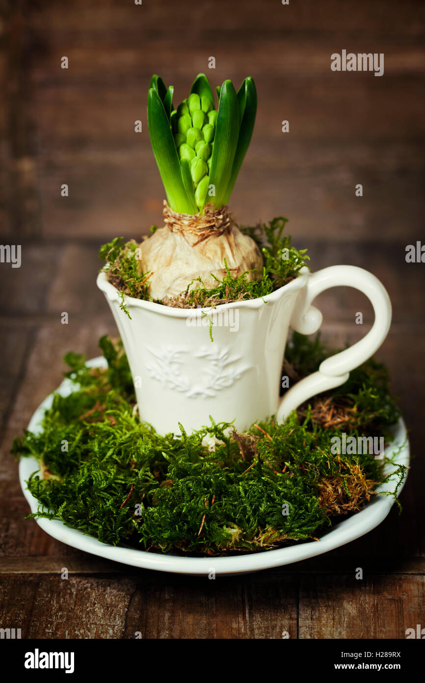 growing spring flower in a cup Stock Photo - Alamy