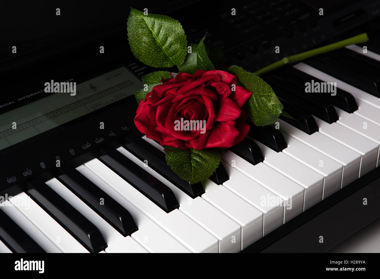 Piano keys and rose flower Stock Photo - Alamy