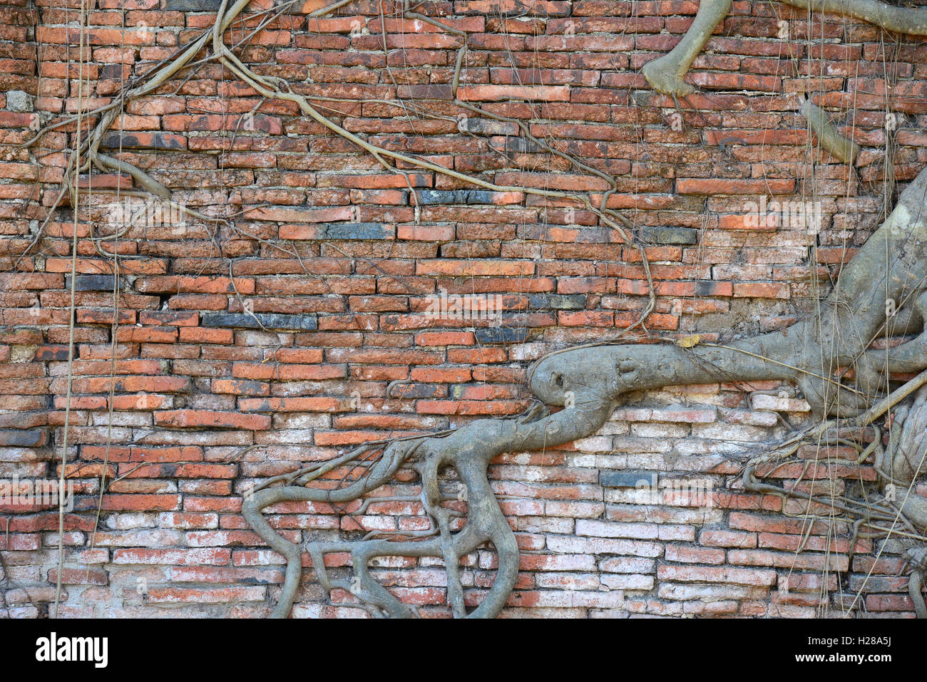 Brick walls with roots Stock Photo - Alamy