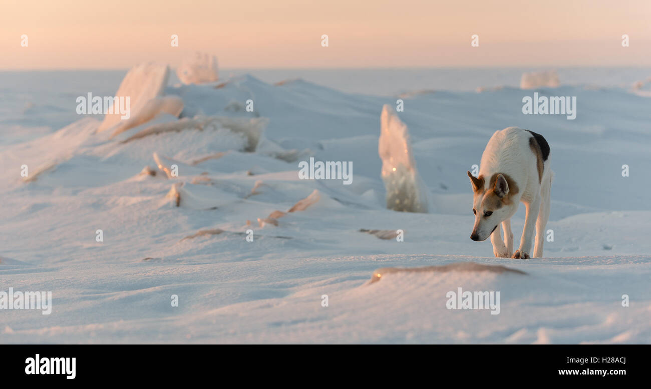 Ice dog hi-res stock photography and images - Alamy