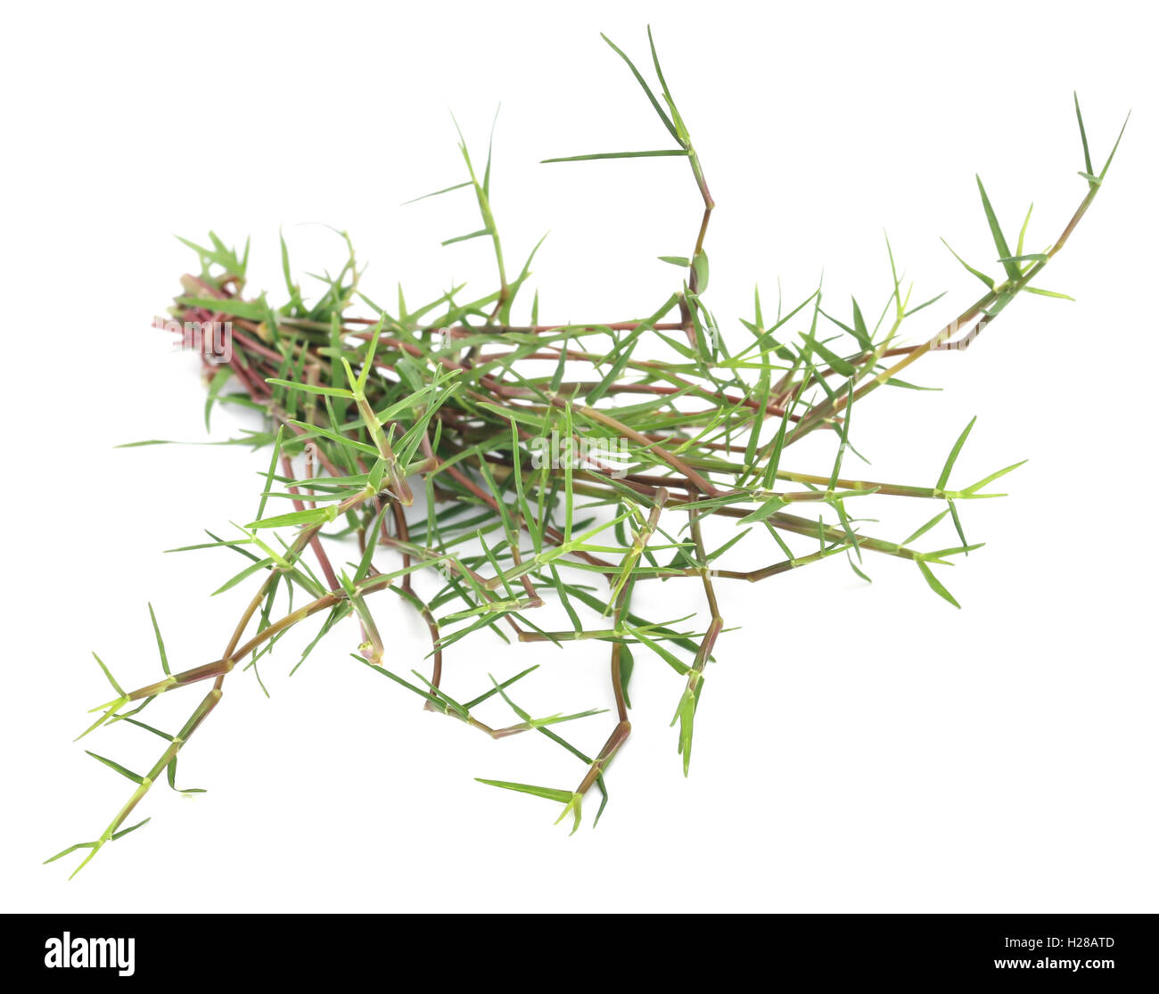 Bunch of grass tied over white background Stock Photo - Alamy